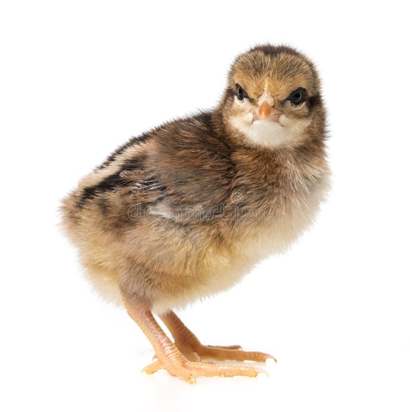 Little chicken in a nest stock photo. Image of rest, orange - 30314948