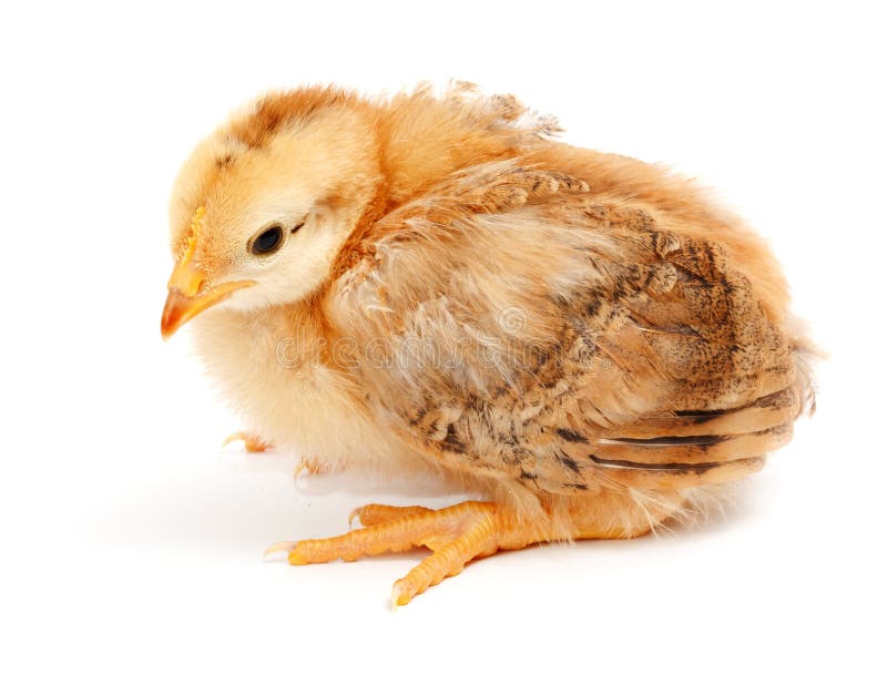 Chicken Sitting on the Grass Stock Image - Image of cute, birds: 37811063