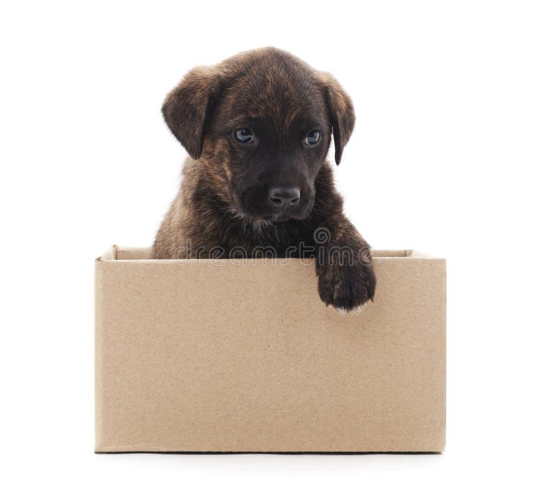 One little dog in the box stock image. Image of animal - 142985243