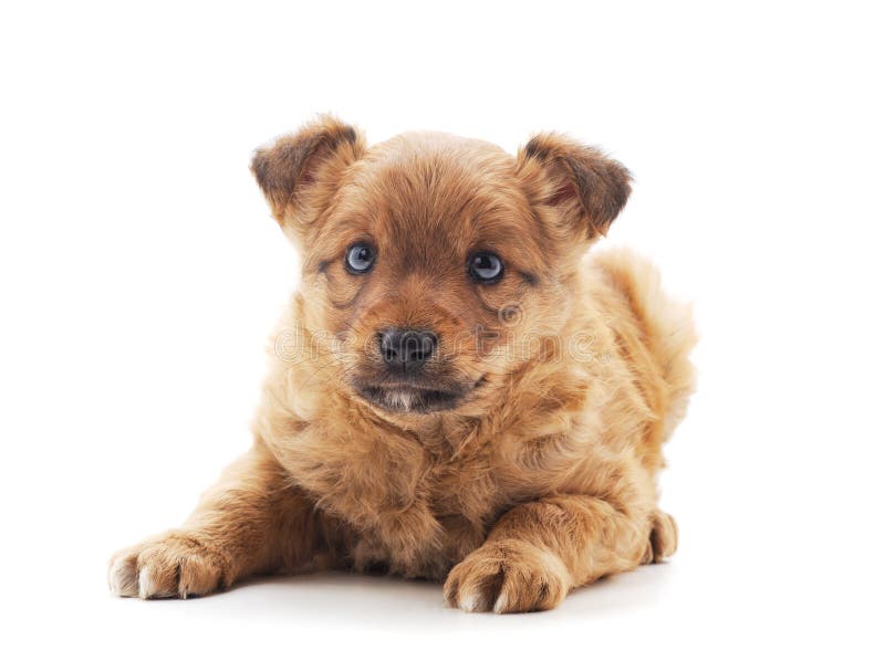 One little dog stock photo. Image of nature, cunning - 164725700