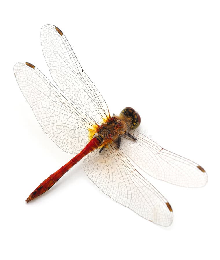 One little dragonfly stock photo. Image of nature, butterfly - 176522554