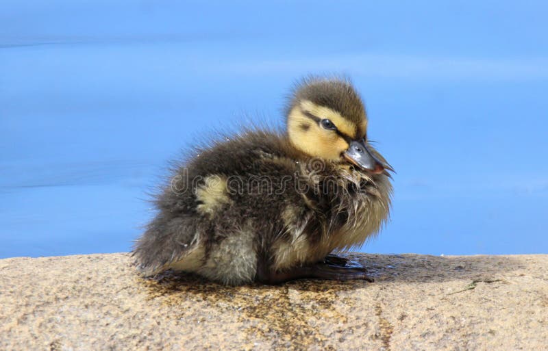 One Little Duckling stock image. Image of chick, duck - 70717969