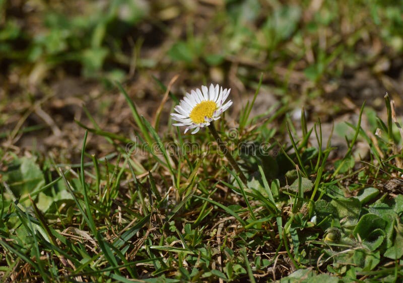 One little flower stock photo. Image of beauty, flower - 114134120