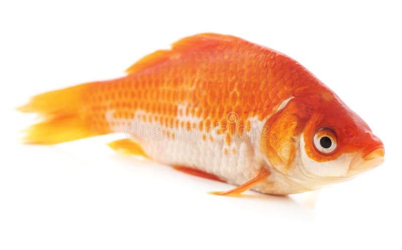 The Little Goldfish in the Pond Stock Photo - Image of bloom, beautiful ...