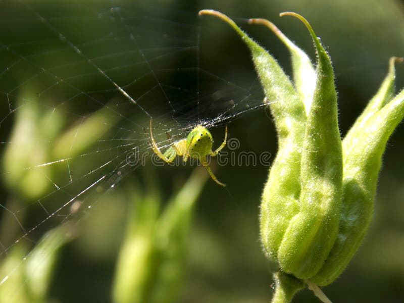 Little Green Spider in the Web Stock Photo - Image of color, spider ...