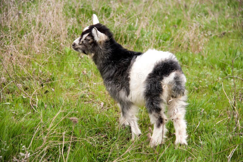 One Little Kid Goat is Grazing on the Grass Stock Photo - Image of ...