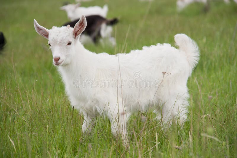 One Little Kid Goat is Grazing on the Grass Stock Photo - Image of cute ...