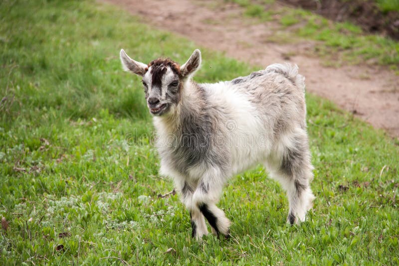 One Little Kid Goat is Grazing on the Grass Stock Image - Image of ...