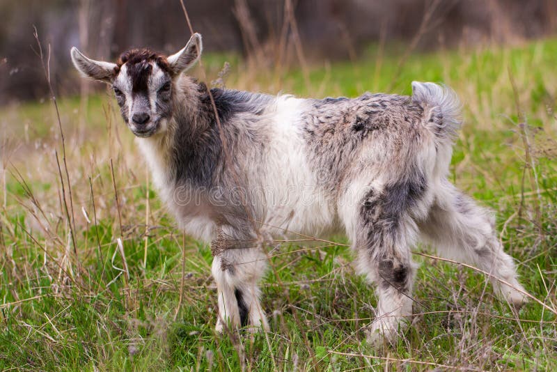 One Little Kid Goat is Grazing on the Grass Stock Photo - Image of farm ...