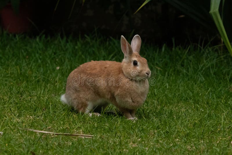 A Little Light Brown Bunny Standing in Green Grass Stock Image - Image ...