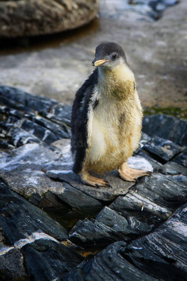 Sad Penguin Stock Photos - Free & Royalty-Free Stock Photos from Dreamstime