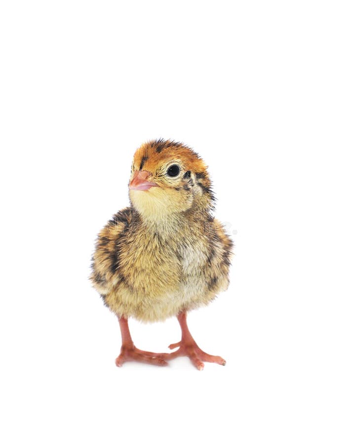 Little quail chick stock photo. Image of food, agriculture - 58422454