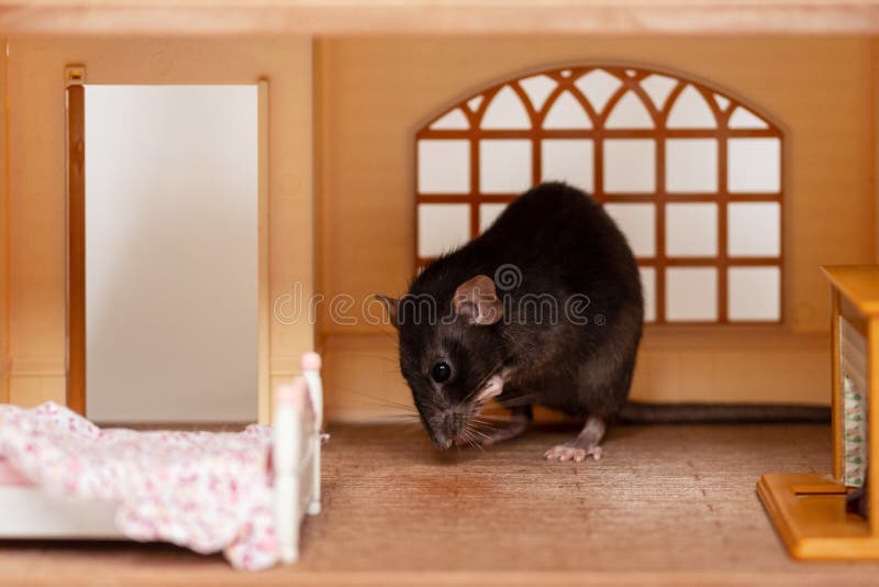 One Little Rat in a Toy House Stock Image - Image of black, funny ...