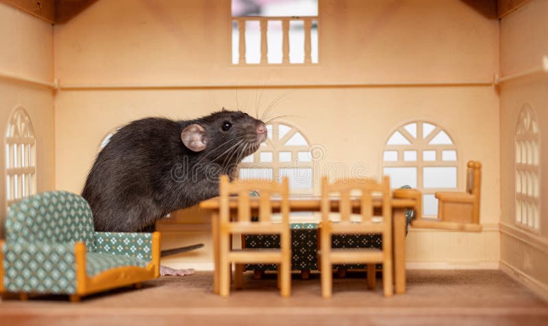 One Little Rat in a Toy House Stock Image - Image of black, funny ...