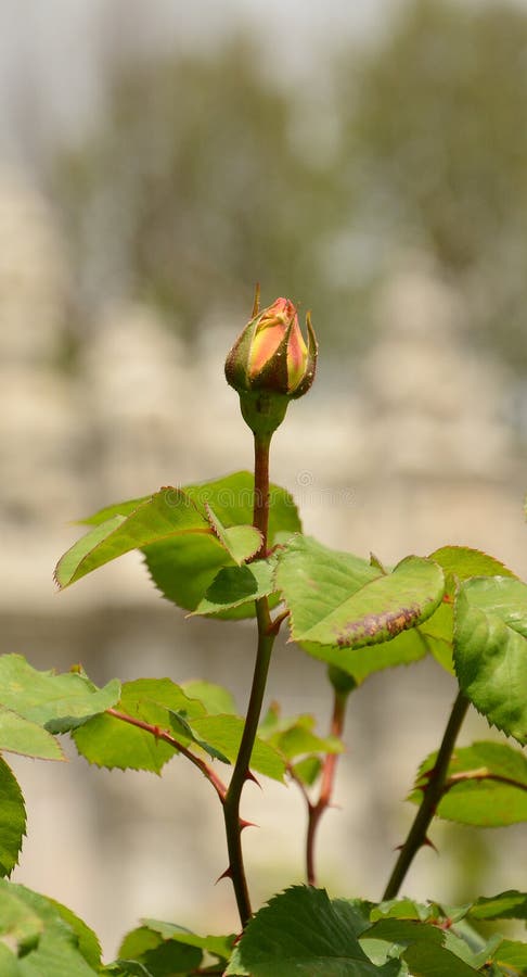 One little red rose bud stock photo. Image of fresh - 228300518