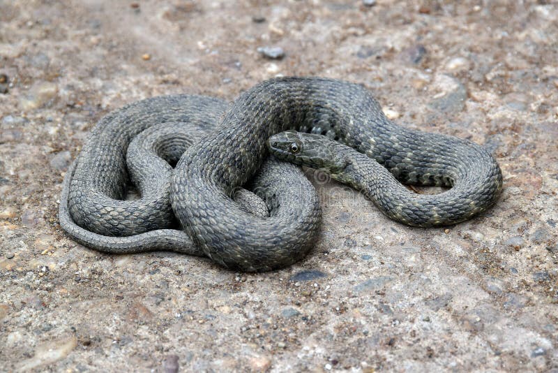 The One Little Snake in the Yard Stock Image - Image of frog, expulsion ...