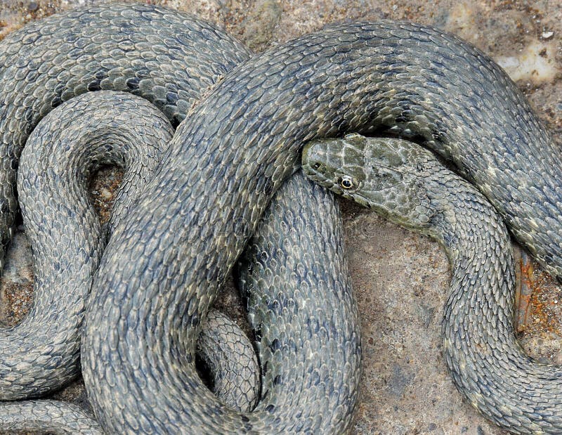 The One Little Snake in the Yard Stock Photo - Image of mouse, mouth ...