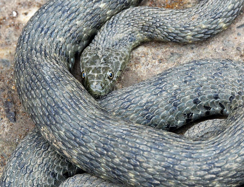 The One Little Snake in the Yard Stock Photo - Image of mouse, mouth ...