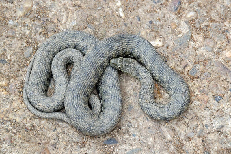 The One Little Snake in the Yard Stock Image - Image of fear, shirt ...