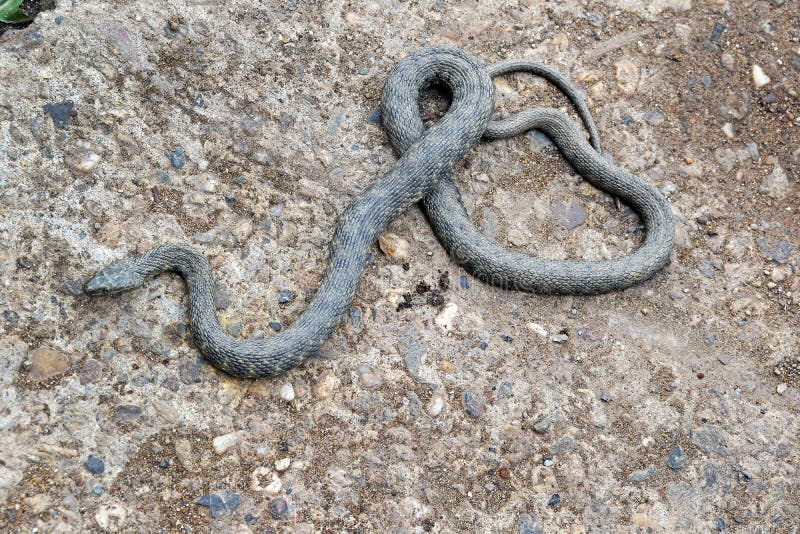 The One Little Snake in the Yard Stock Photo - Image of biting, eating ...