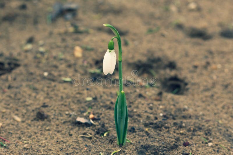 One Little Snowdrop on the Ground Stock Photo - Image of floristic ...