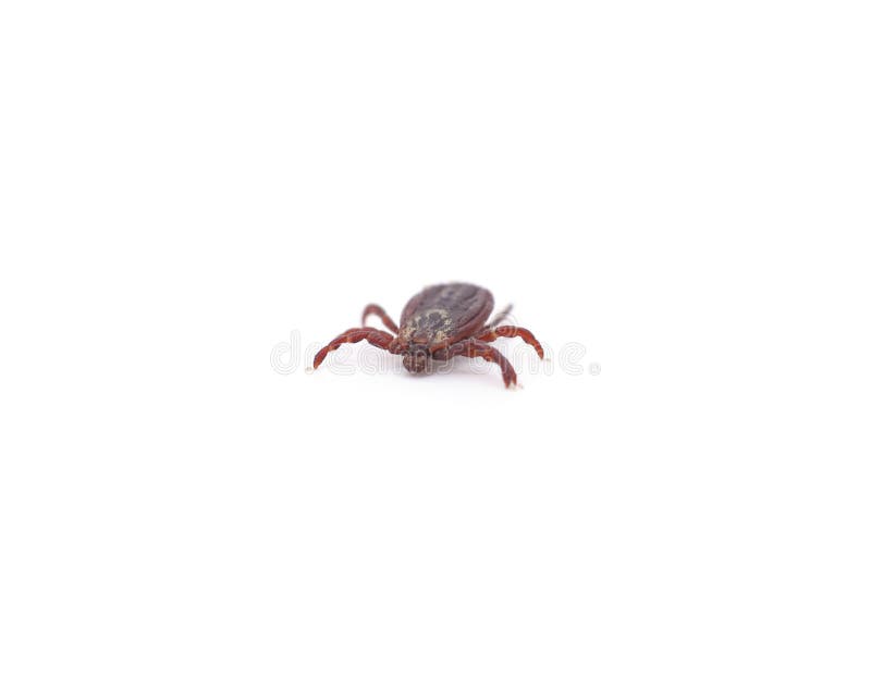 Monster Tick Stock Photos - Free & Royalty-Free Stock Photos from ...
