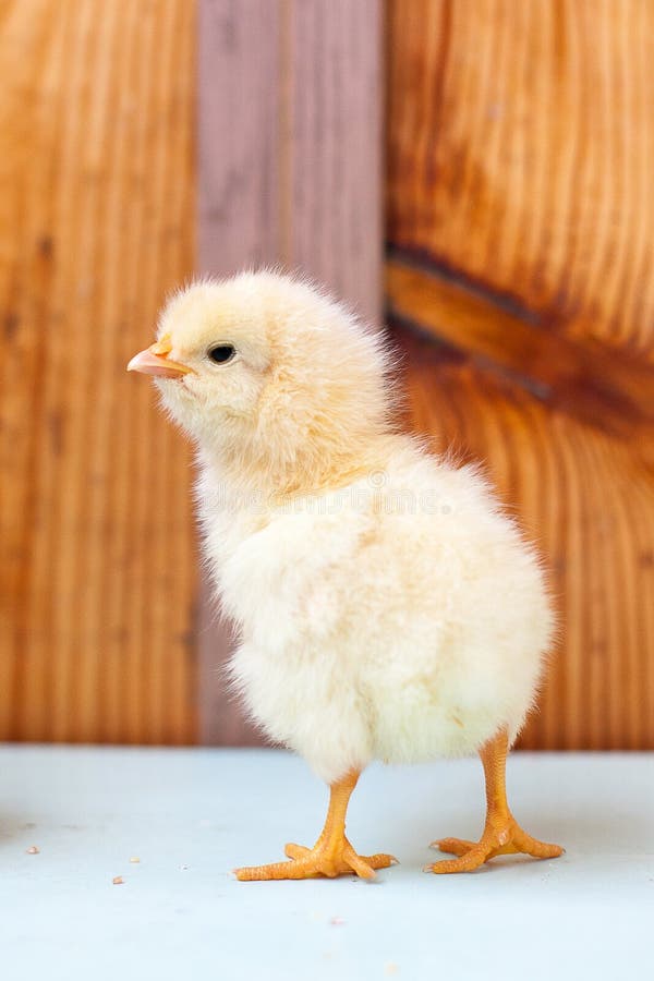 Little yellow cute chick stock image. Image of little - 266013151