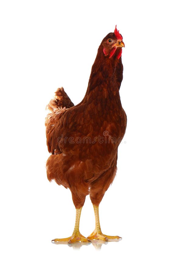 One Live Chicken Full-length on White Stock Photo - Image of livestock ...
