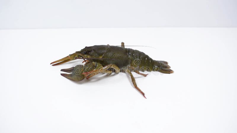One Live Crayfish on White Background. Catching Crayfish for Human ...