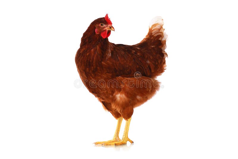 Chickens on Traditional Free Range Poultry Farm Stock Image - Image of ...