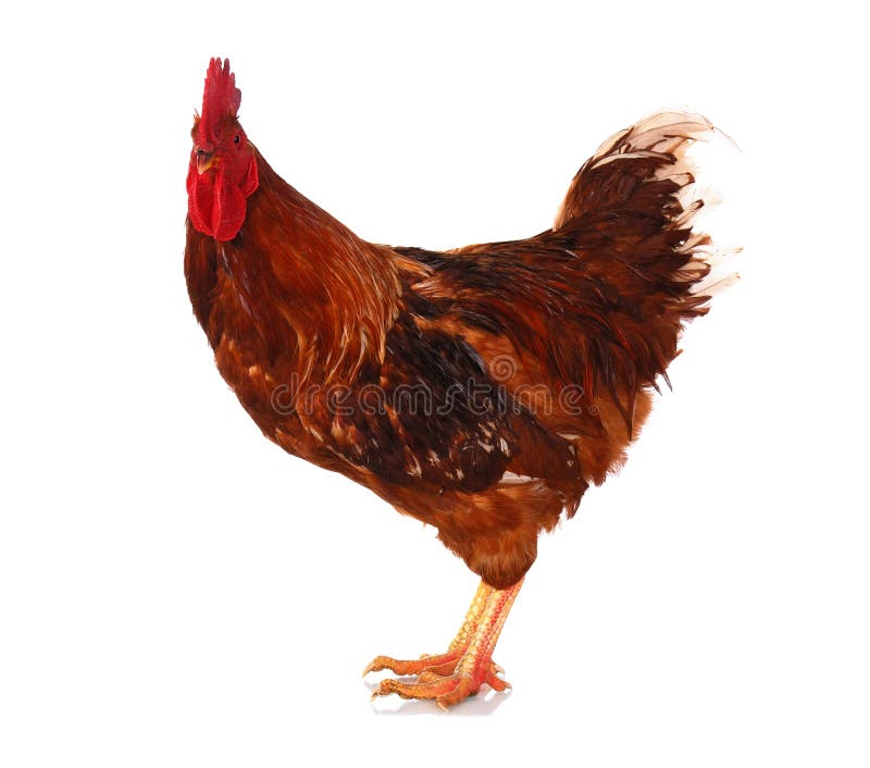 Realistic Rooster Mascot Ripping Out of Background Stock Vector ...