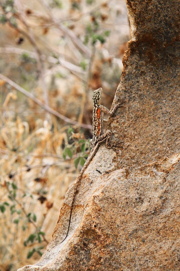 One Lizard between Rocks in the South African Mountains Stock Photo ...