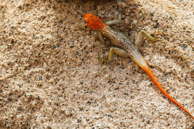 One Lizard between Rocks in the South African Mountains Stock Image ...