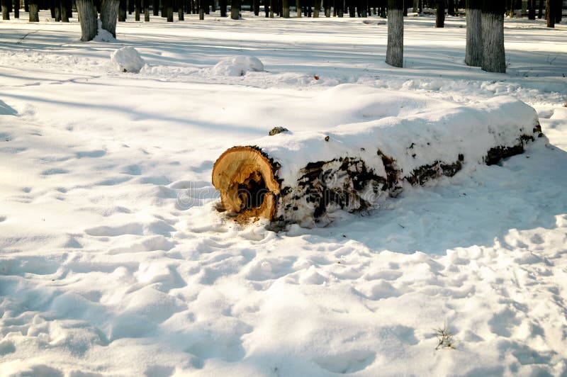 One Log in the Snow in a Forest Stock Photo - Image of winter, snow ...
