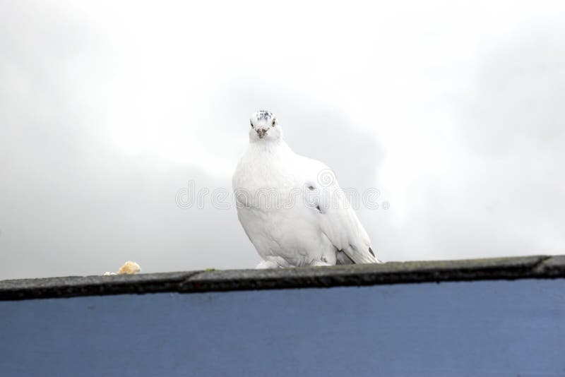 One lone white dove stock image. Image of avian, romance - 28529813