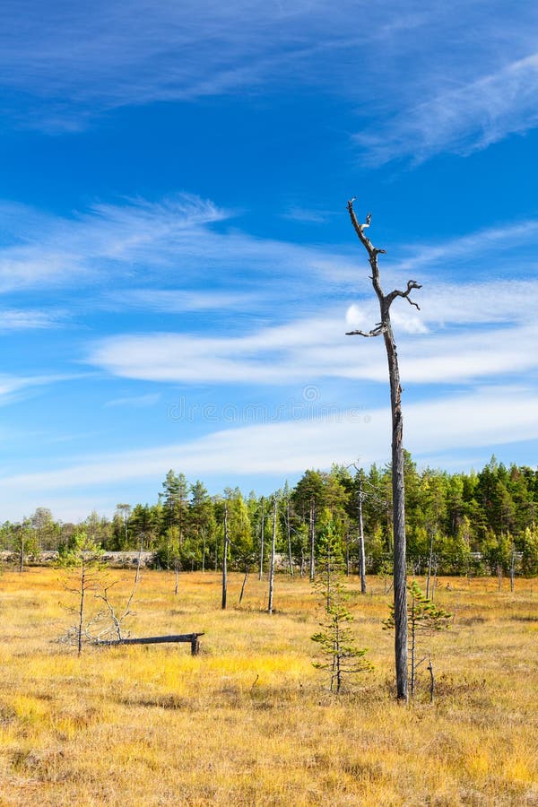 One Lonely Dry Stem of Tree Stock Image - Image of grasses, moss: 23651799