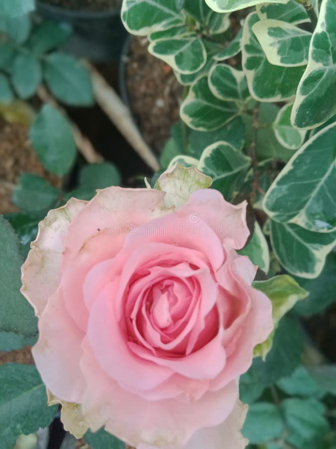 One less Lonely Rose Flower Stock Photo - Image of rose, plant: 211354184