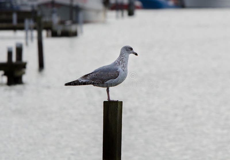 One Lonely Seagull Standing at Pier Stock Photo - Image of construction ...