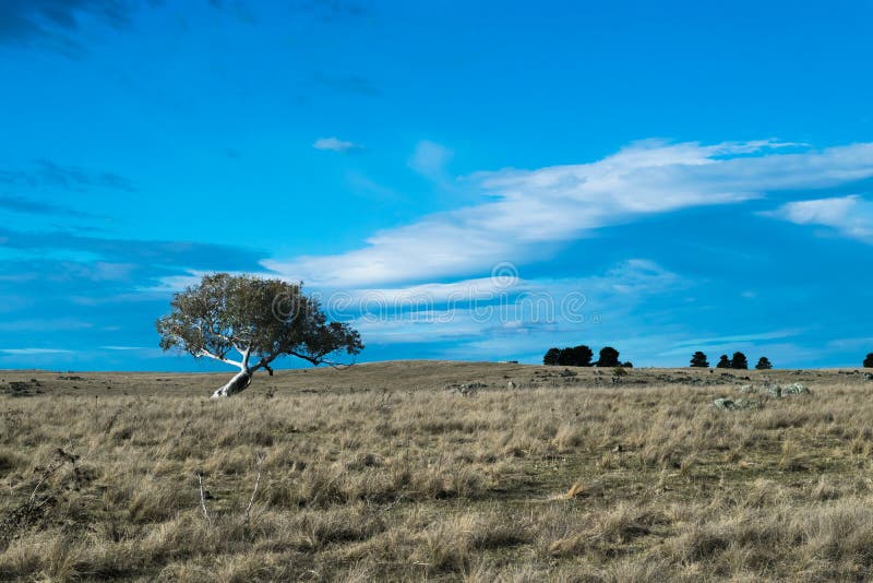 One Lonely Tree on an Australian Rural Property Stock Photo - Image of ...