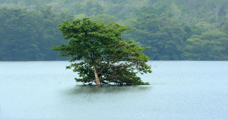 One Lonely Tree on the Banks of a Lake Stock Image - Image of light ...