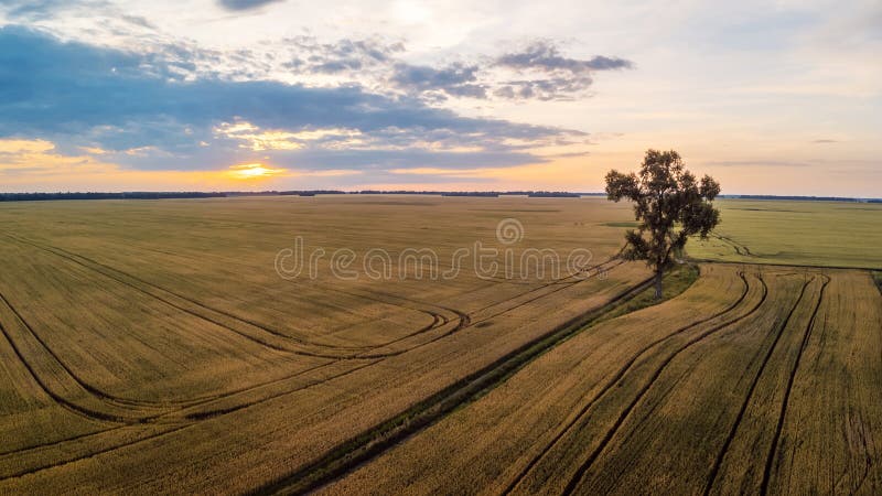 One Lonely Tree in the Middle of Big Field at Sunset Stock Photo ...