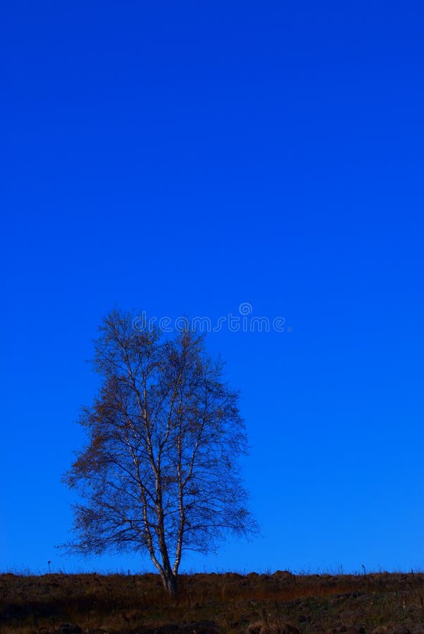One of the lonely tree stock photo. Image of bashang - 41316436