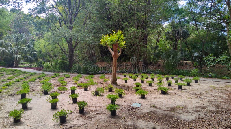 One Lonely Tree Surrounded by Bushes Stock Image - Image of lonely ...