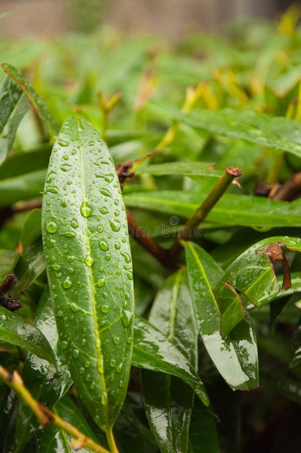 One Long Green Leaf on a Background with Enother Leafs Stock Image ...