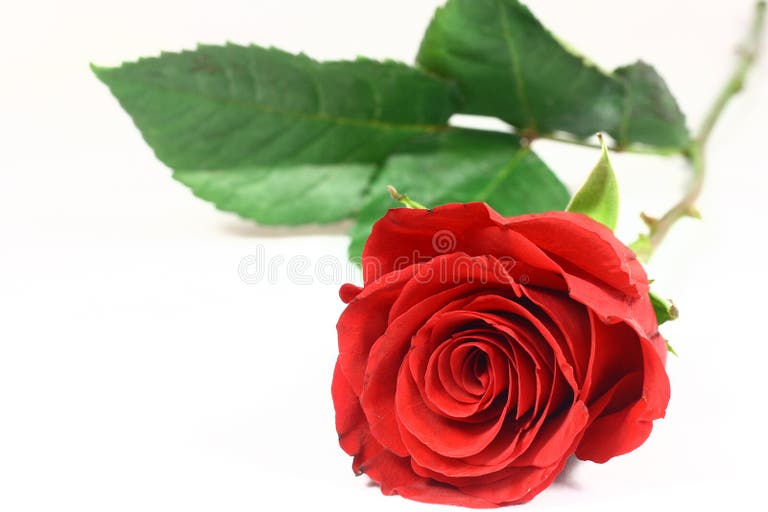 2,137 Long Stem Red Rose Stock Photos - Free & Royalty-Free Stock ...