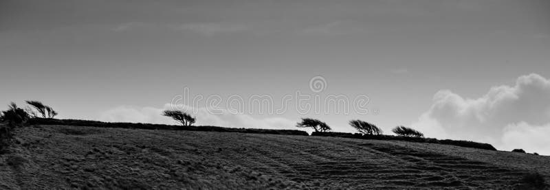 Windswept Trees on an Irish Hillside Stock Image - Image of irish ...
