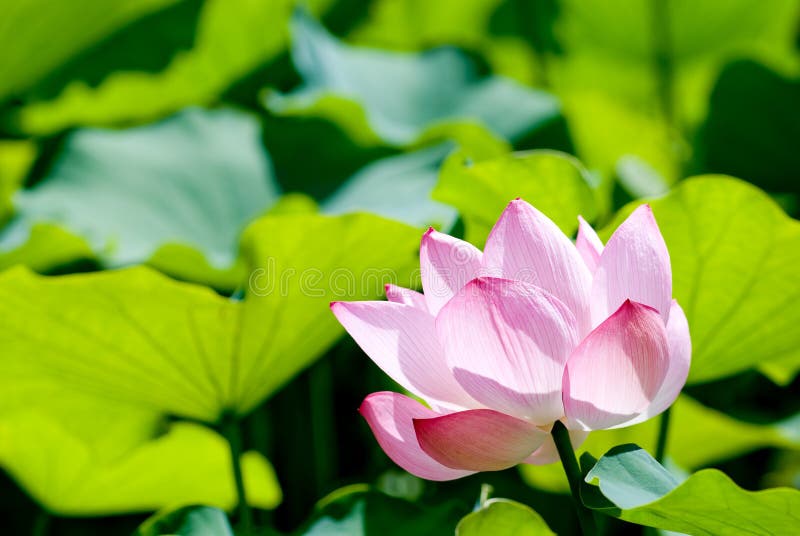 One lotus flower stock image. Image of natural, bloom - 24071197