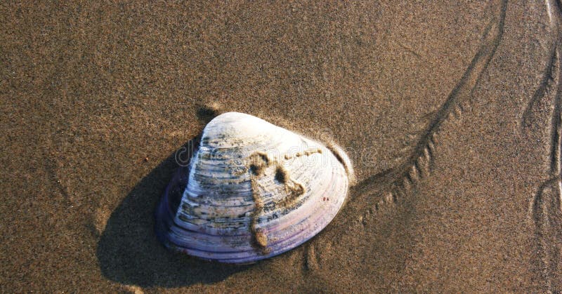 One sea shell in the sand stock image. Image of lonely - 162245885