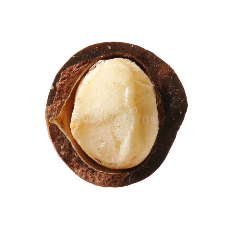 One Macadamia Nut with Shell Isolated on White Stock Photo - Image of ...