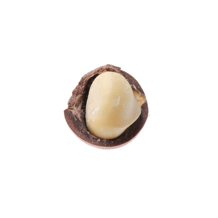 One Macadamia Nut with Shell Isolated on White Stock Image - Image of ...
